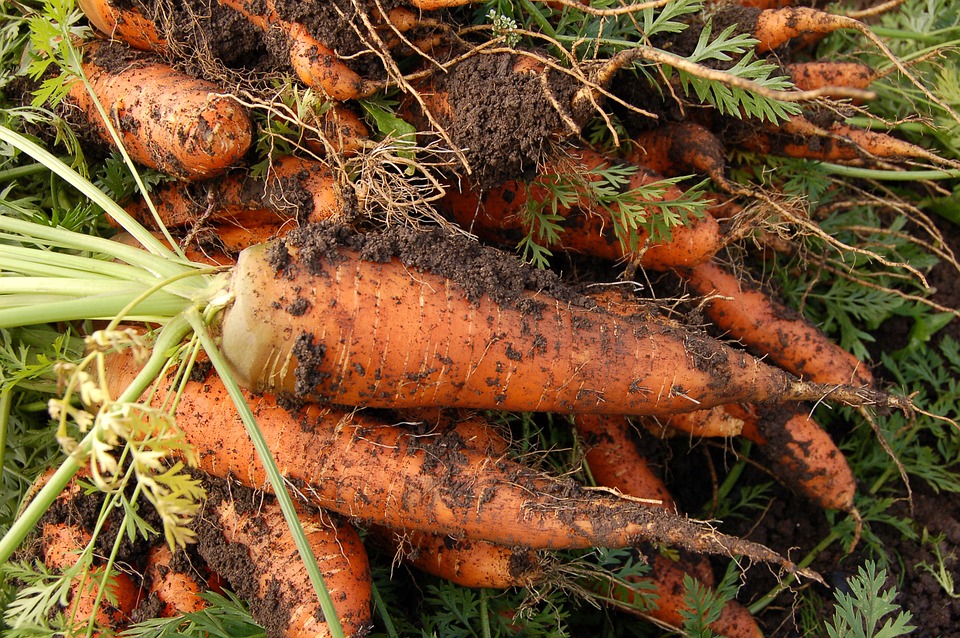 Come Coltivare la Carota nell'Orto