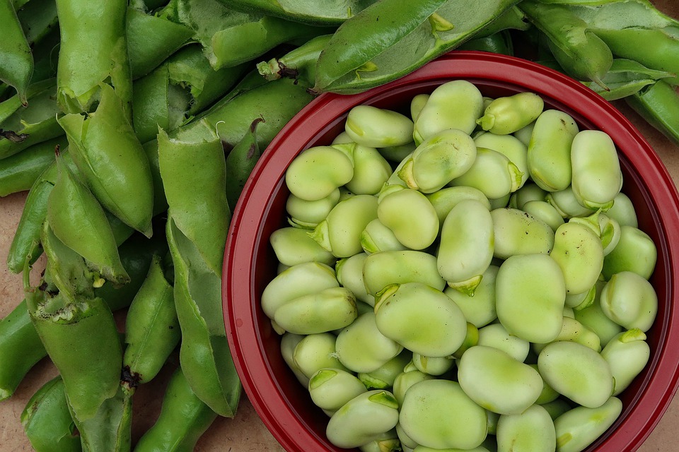 Come Coltivare la Fava nell'Orto