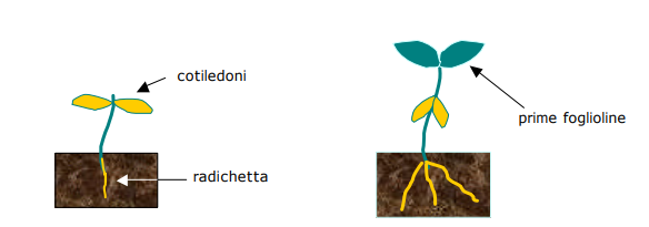 Come Ottenere Piante da Seme