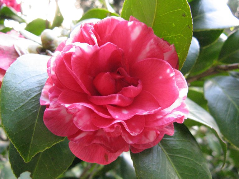 Camelie con foglie gialle - Cause e soluzioni